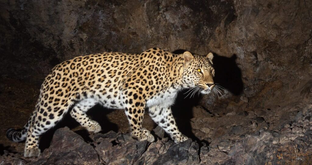 Adopt a Leopard - WWF Armenia